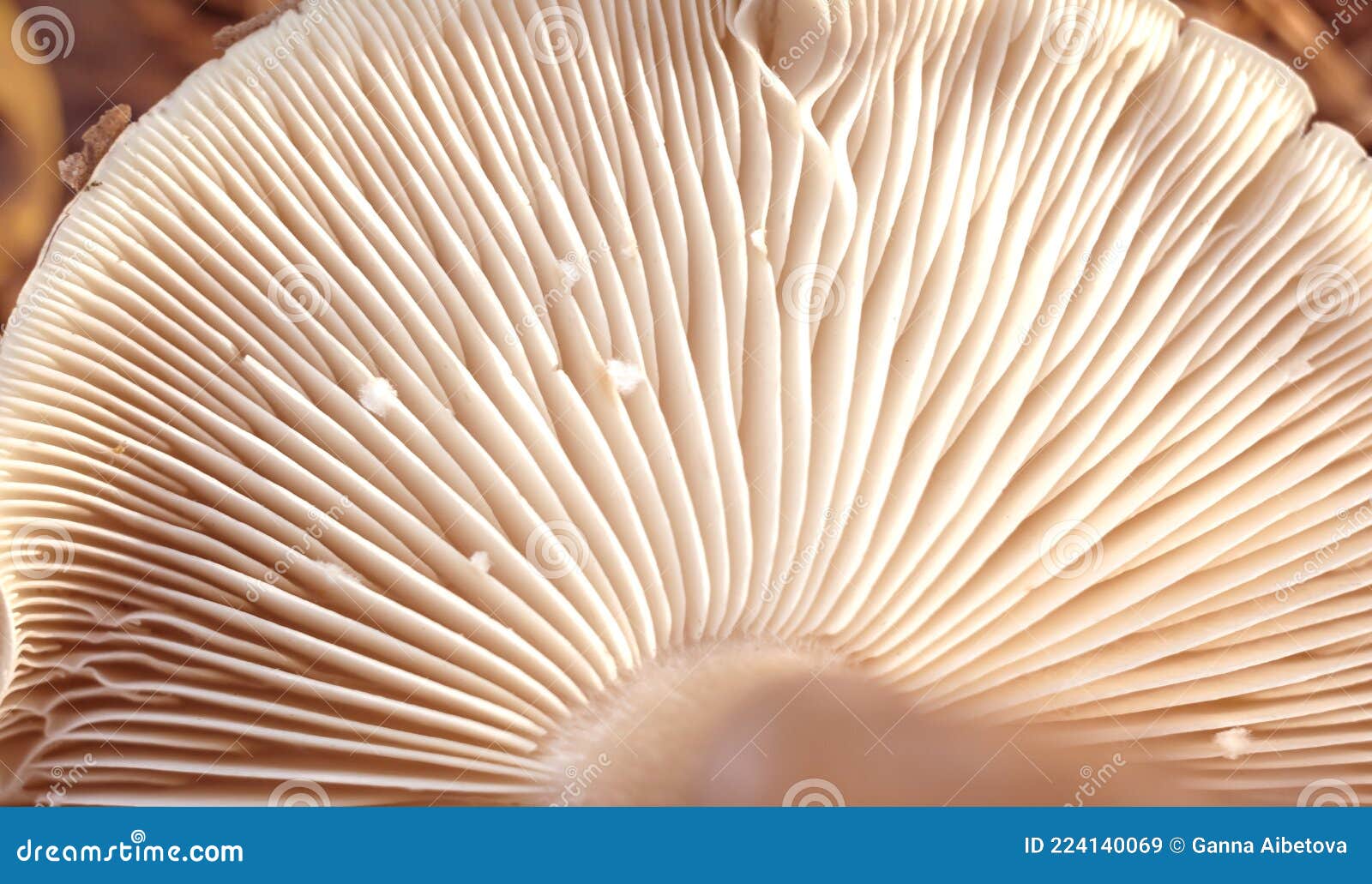 This Is The Texture Of The Mushroom That Grows In The Garden Royalty ...