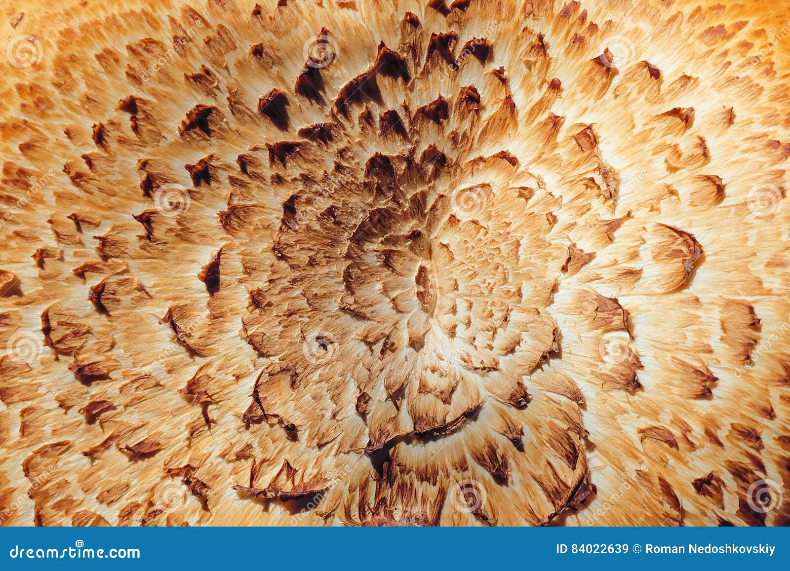 Texture of the Mushroom Sarcodon Stock Image - Image of nature ...