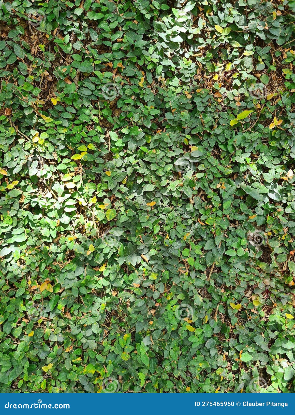 Texture with Natural Backdrop with Plants on the Wall Stock Photo ...
