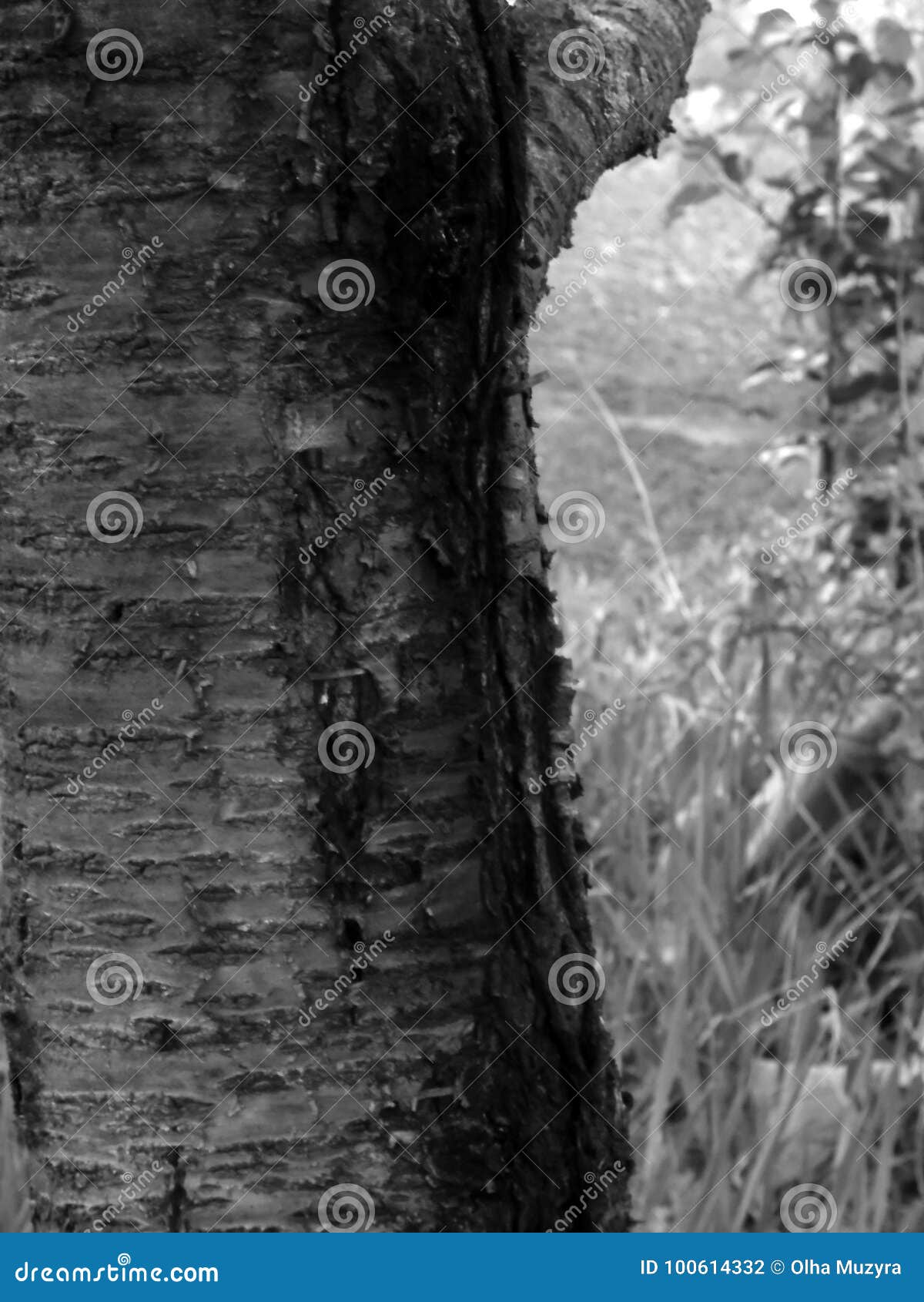Blackand White - Tree Wood Texture Stock Photo - Image of rough, macro ...