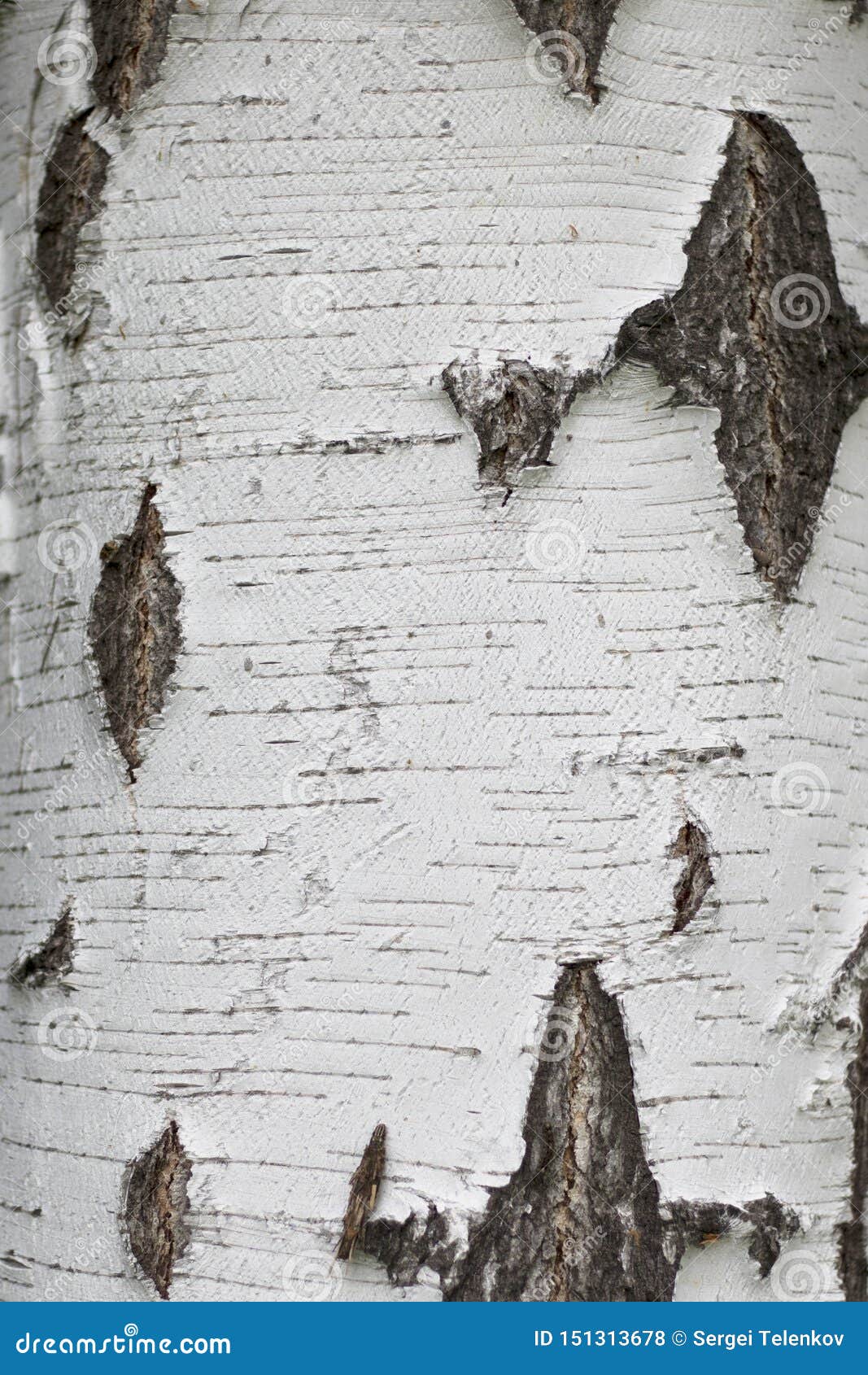 Texture of Natural Birch Bark. White Birch Tree with Black Stripes and ...