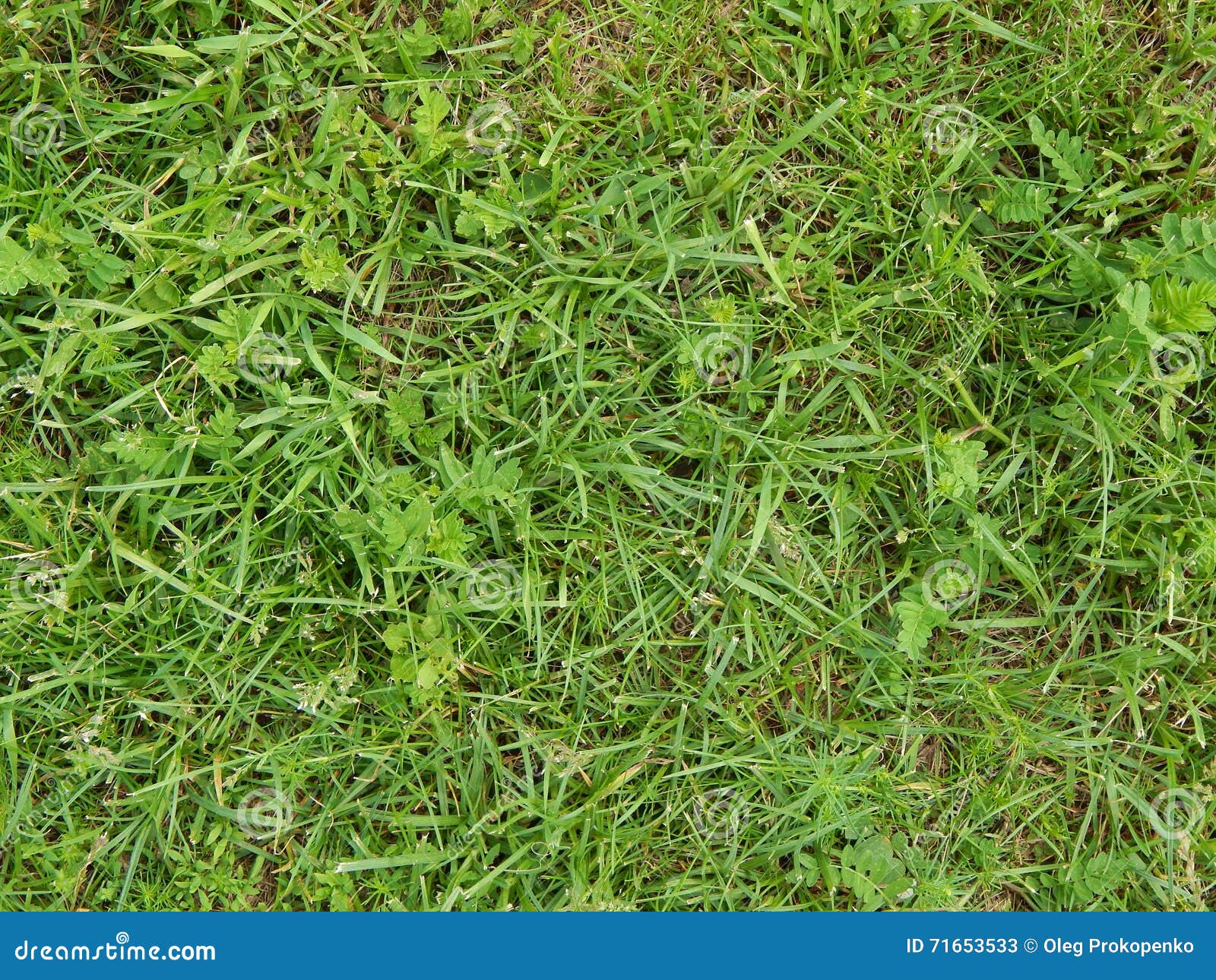 Grass Material Texture Map On The Ground Royalty-Free Stock Photography ...