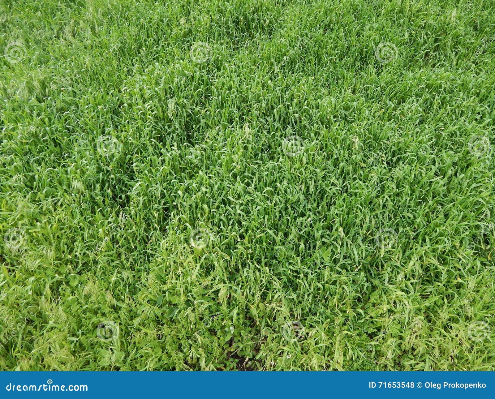 Grass Material Texture Map On The Ground Royalty-Free Stock Photography ...