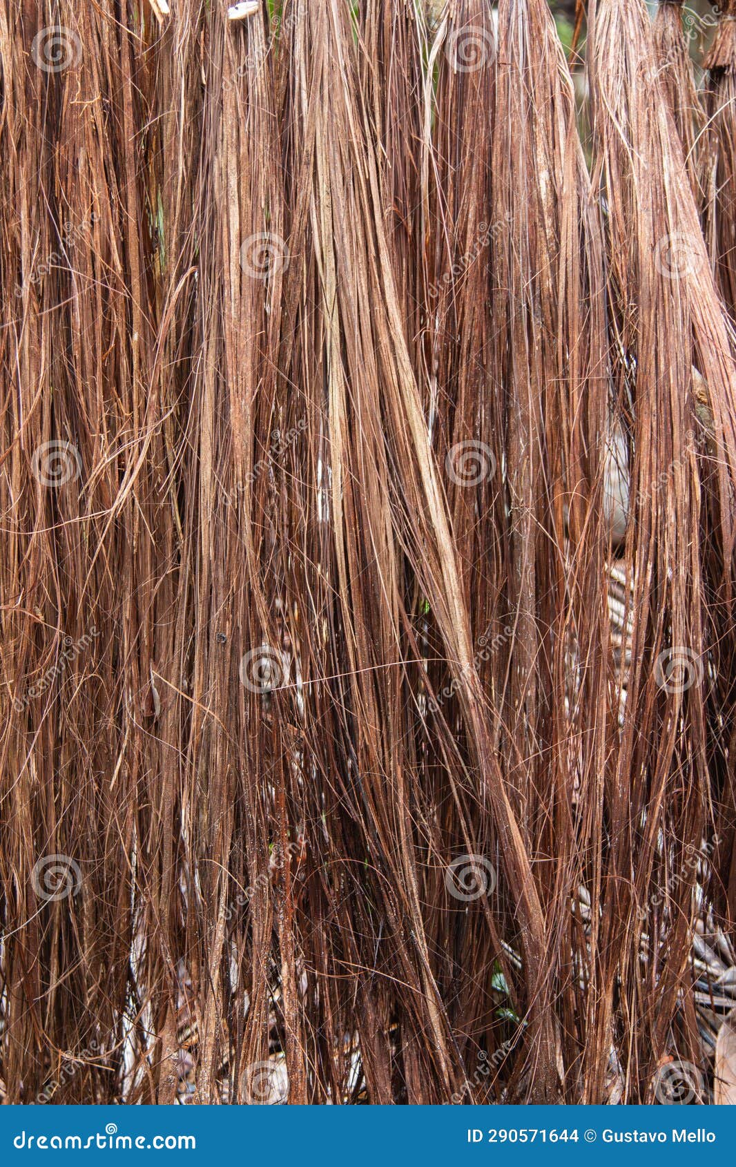 Texture of Natural Piassava Straw Stock Photo - Image of sell, fiber ...