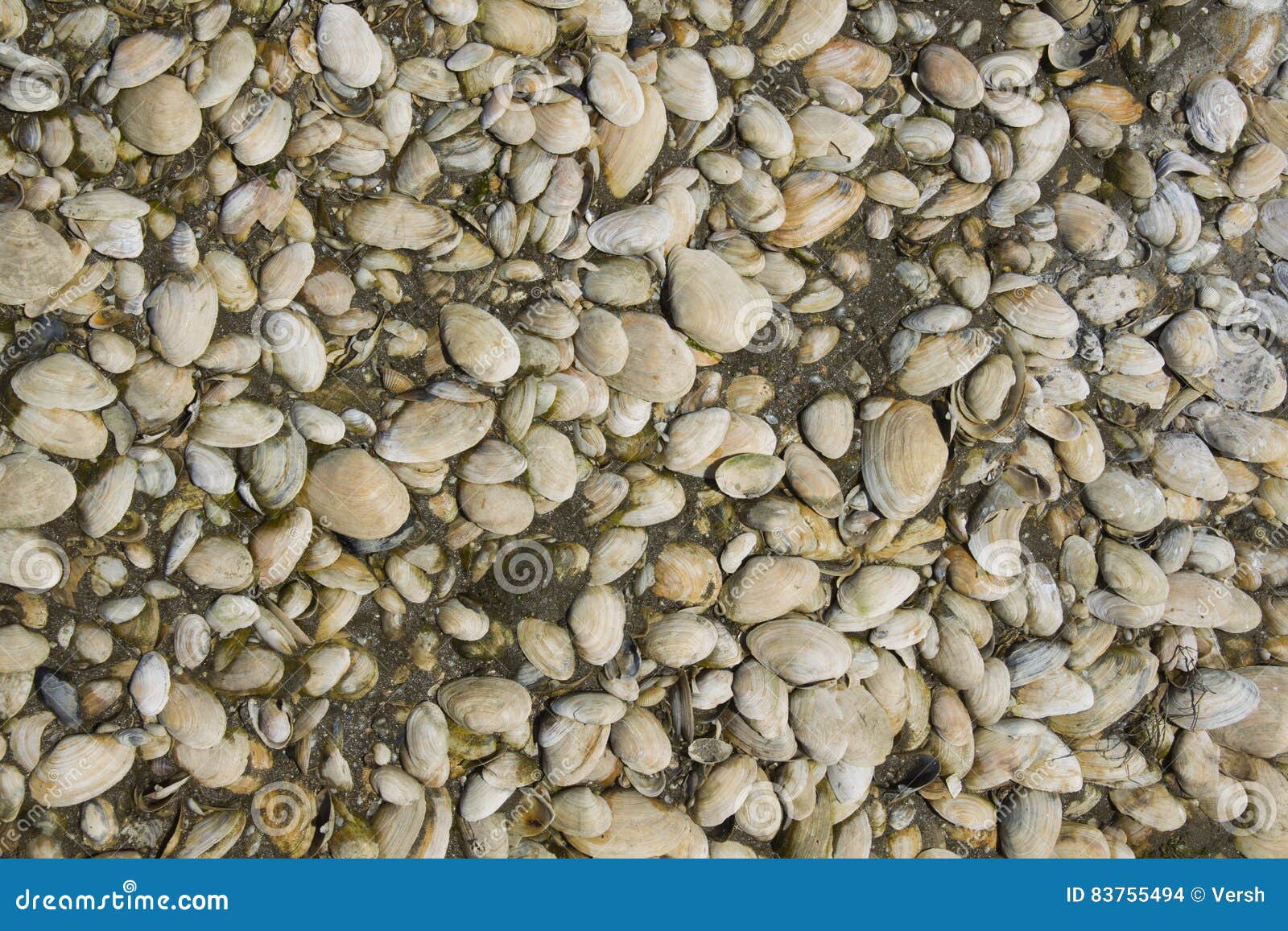 Texture with Natural Shells Stock Photo - Image of natural, shoal: 83755494