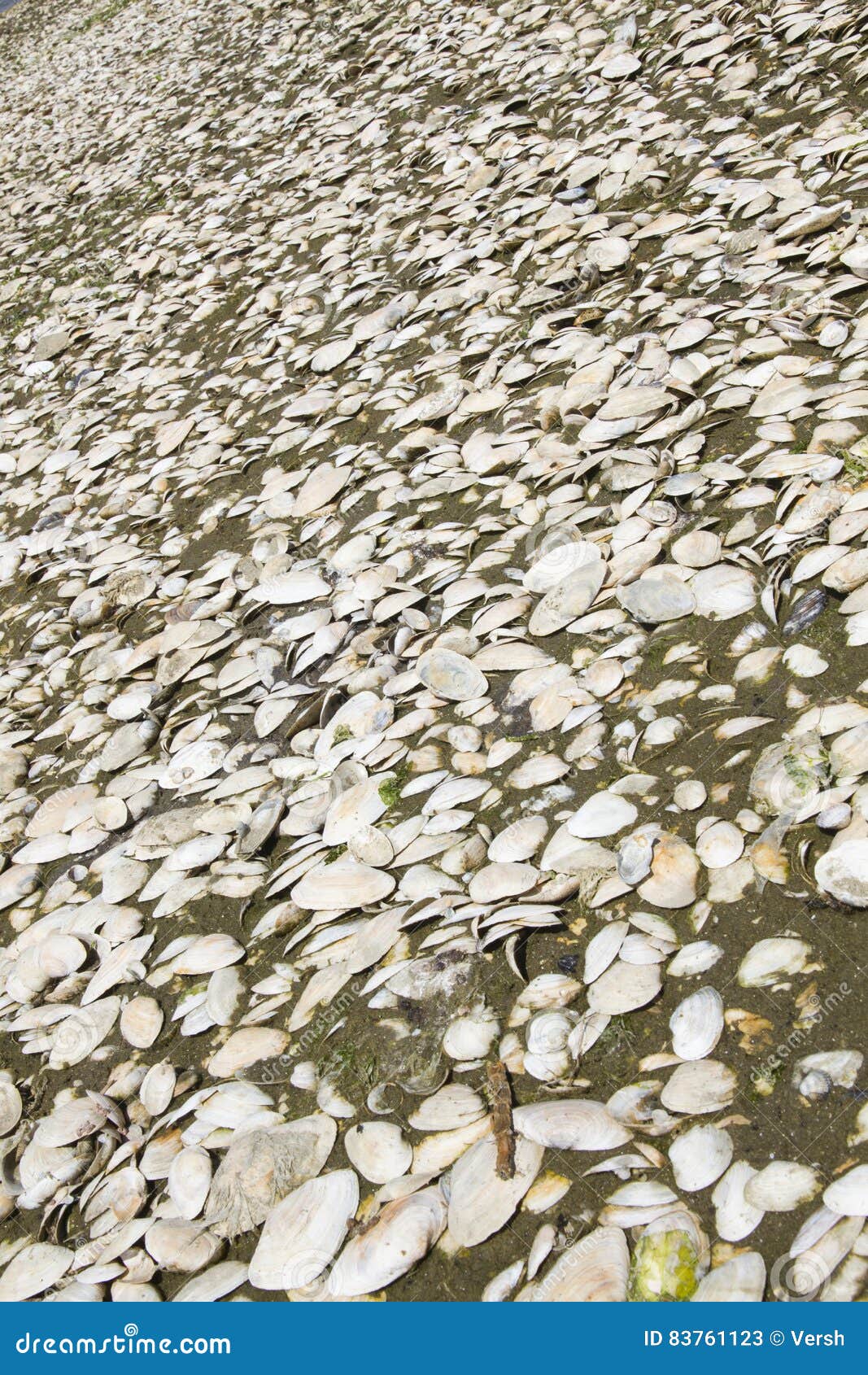 Texture with Natural Shells Stock Image - Image of wild, foreland: 83761123