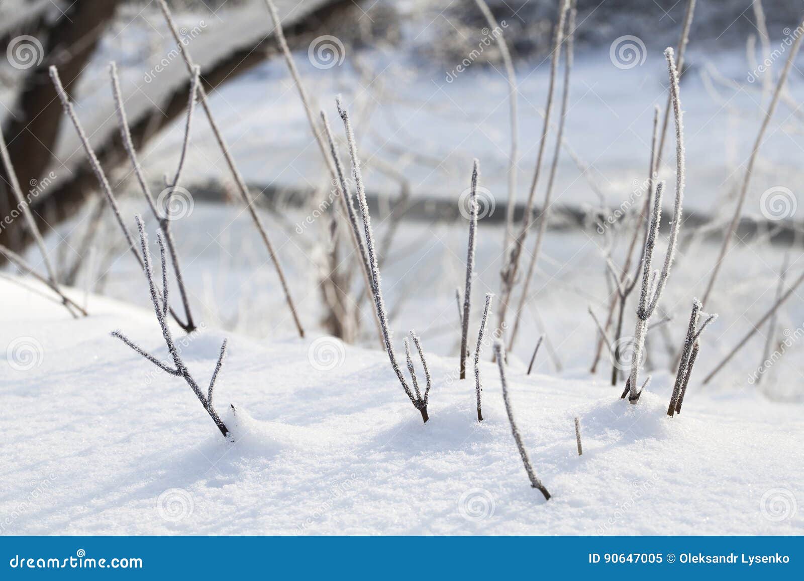 Texture of Natural Snow and Twigs Stock Image - Image of fresh, closeup ...
