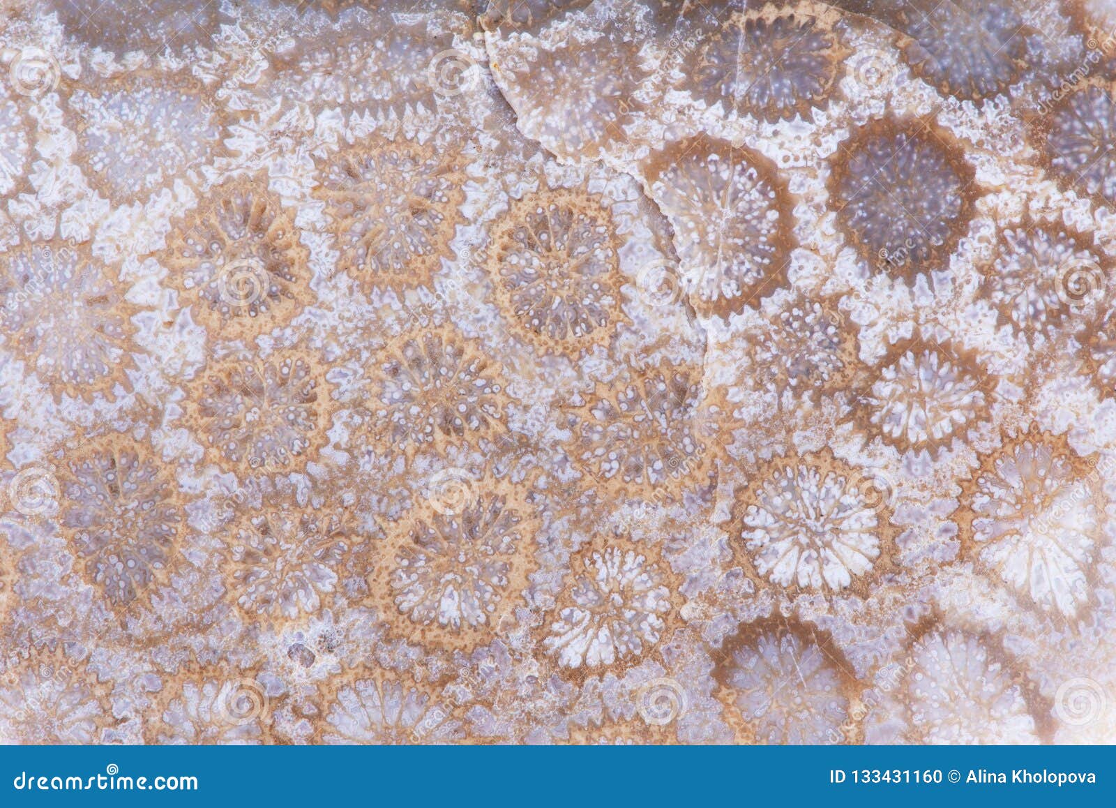 Texture of Natural Stone Cut Stock Photo - Image of flower, view: 133431160