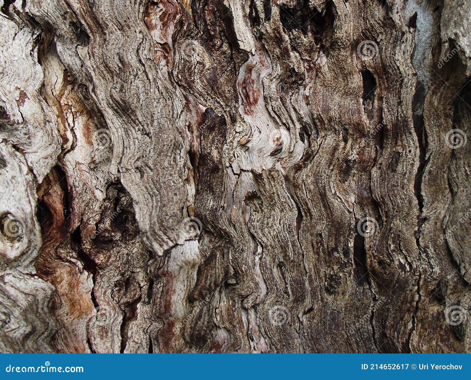 Texture of Natural Tree Bark in Brown Shades Stock Image - Image of ...