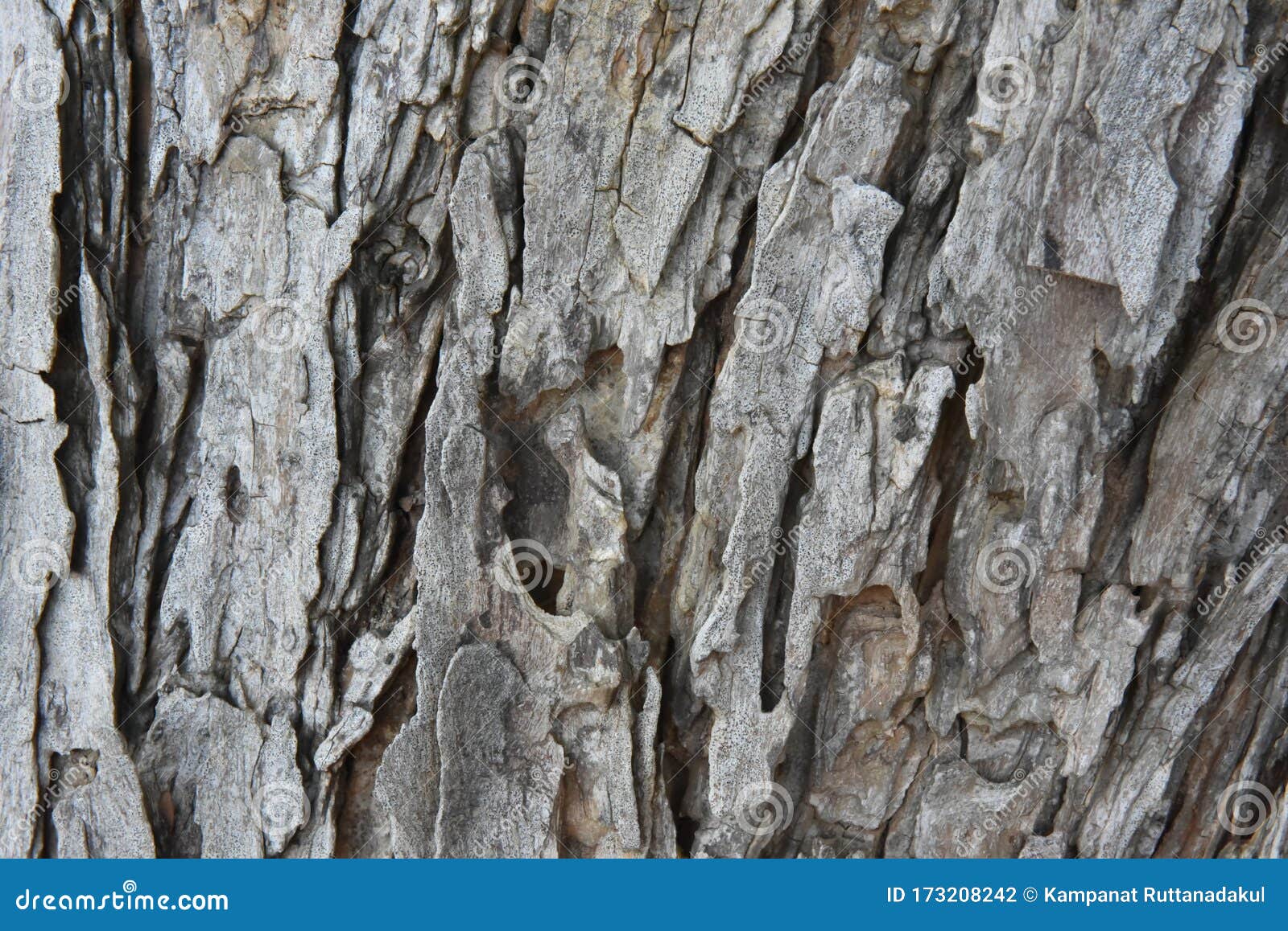 Texture from Natural Tree Pattern Stock Photo - Image of thailandn ...