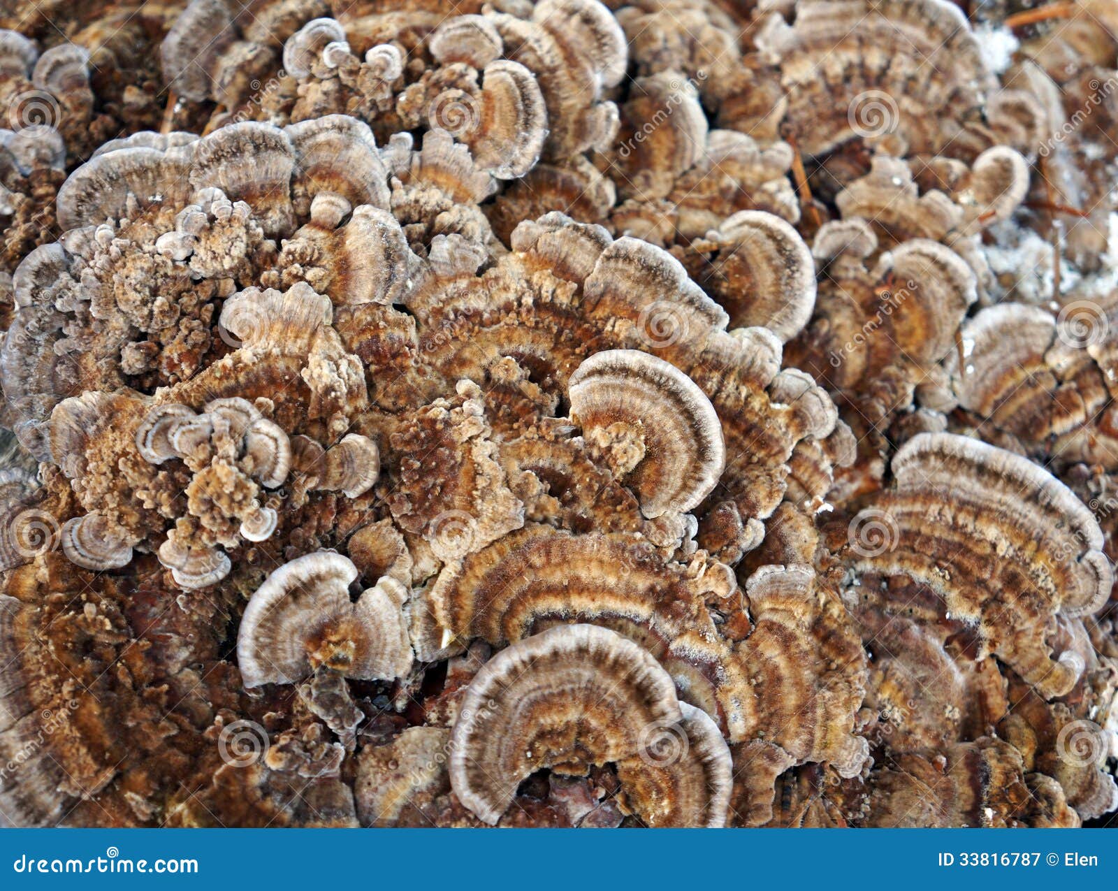 Texture of nature, fungus stock image. Image of macro - 33816787