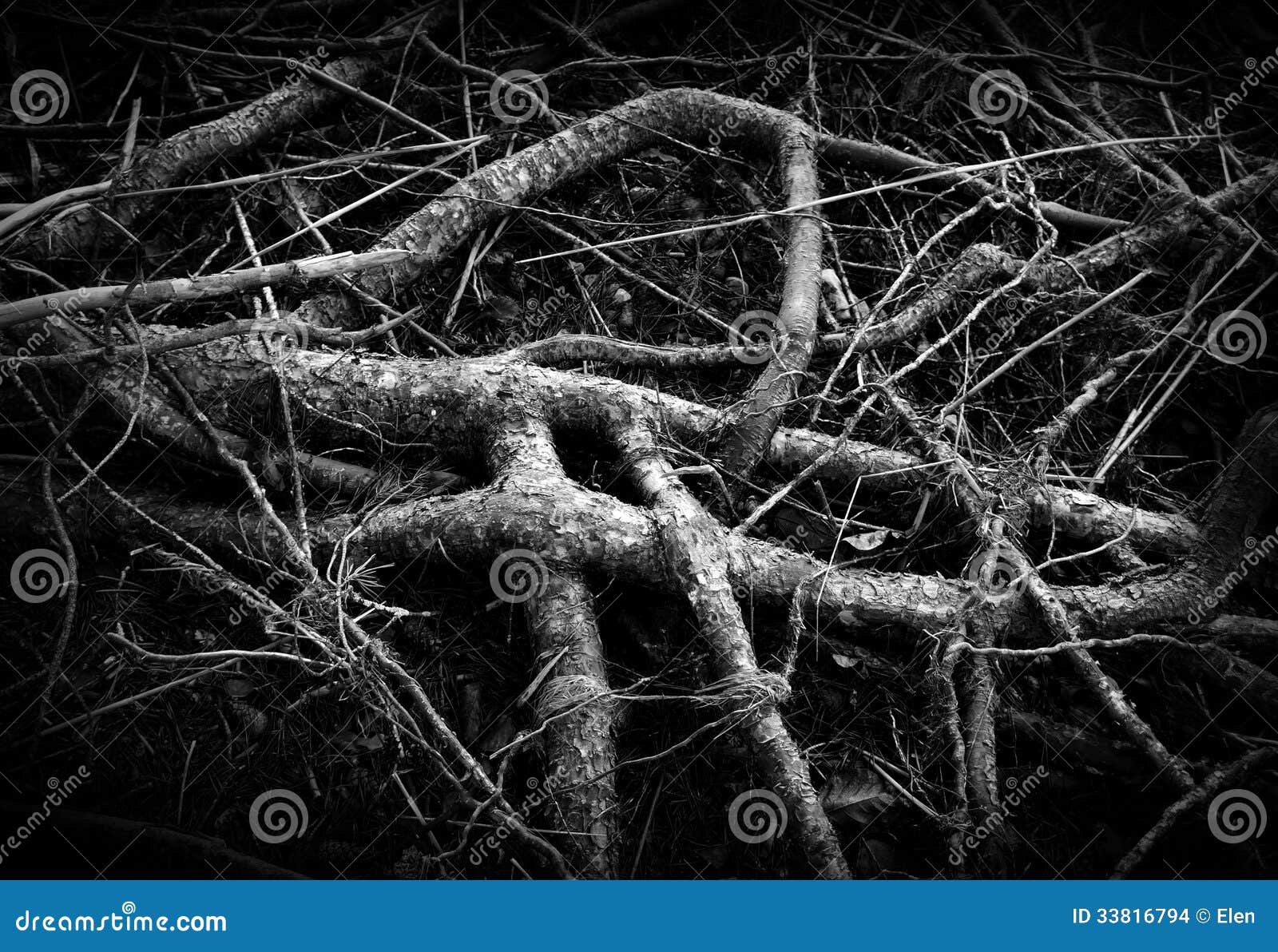 Texture of Nature- Roots of Tree Stock Photo - Image of root ...