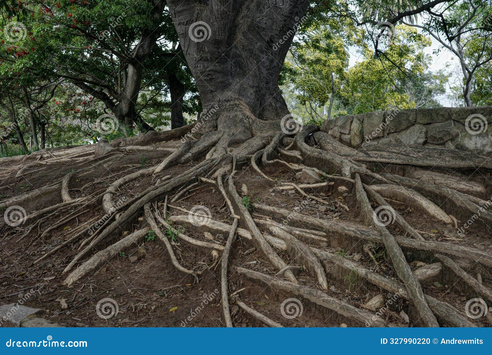 Texture of Massive Tree Trunk and Exposed Roots Stock Photo - Image of ...