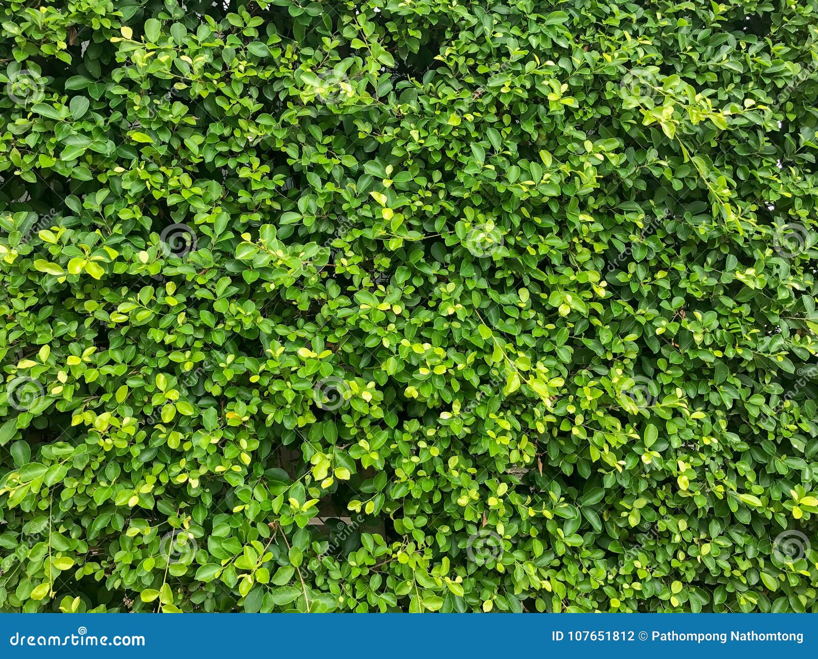 Texture of Nature Tree Wall Stock Photo - Image of horizontal, building ...