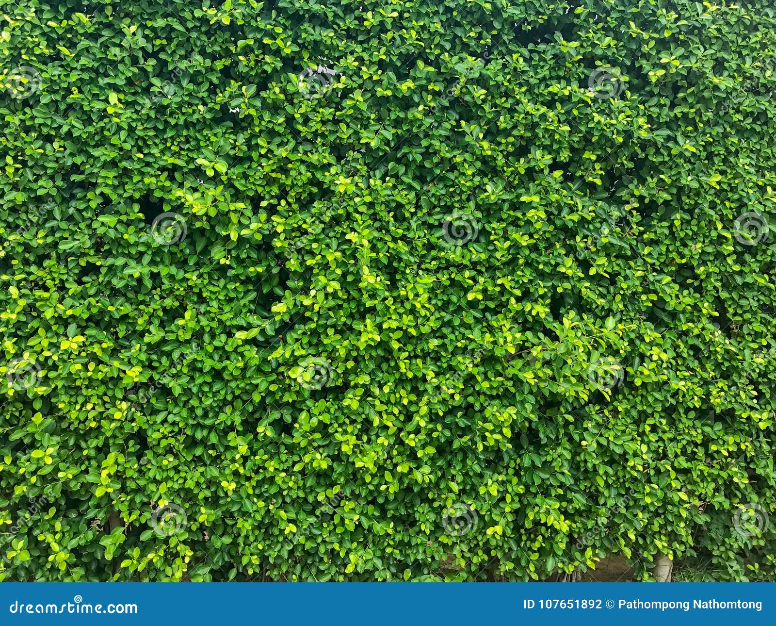 Texture of Nature Tree Wall Stock Photo - Image of clean, garden: 107651892