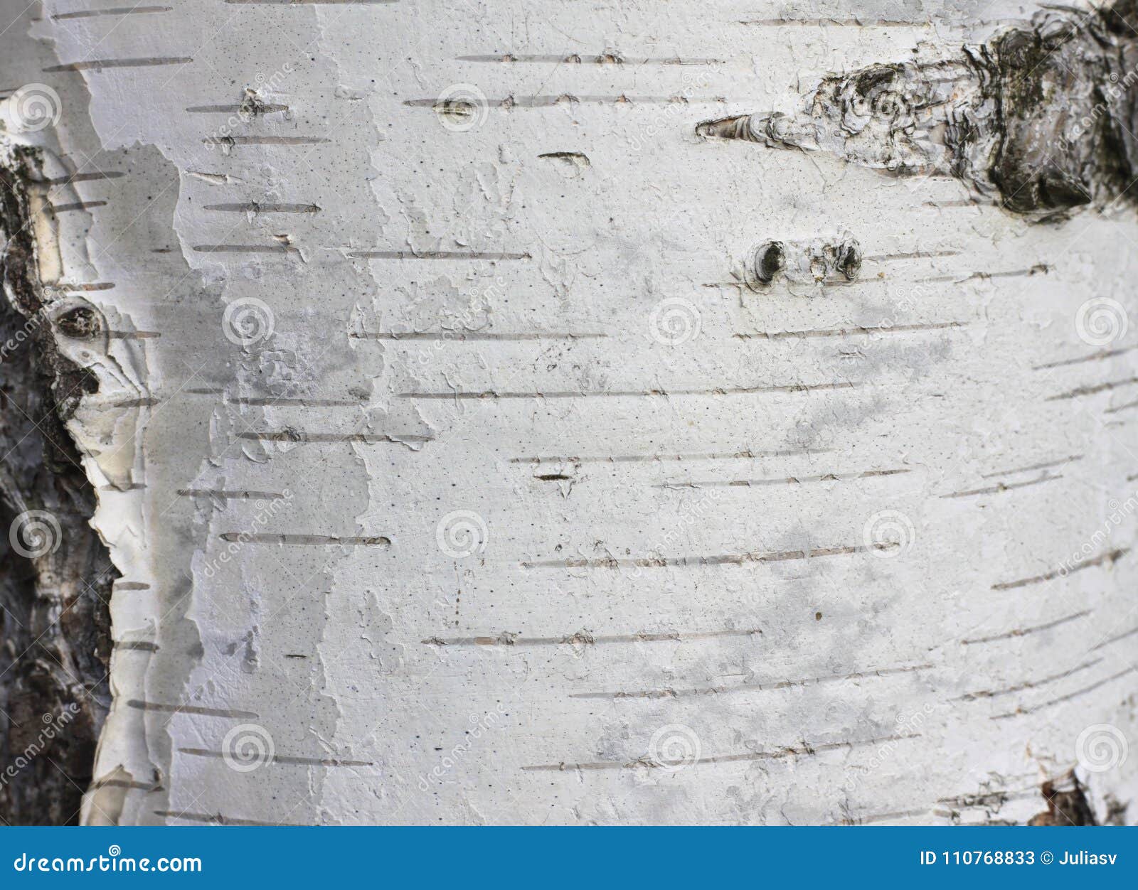 Texture Naturelle De Bouleau Image stock - Image du nature, décoration ...