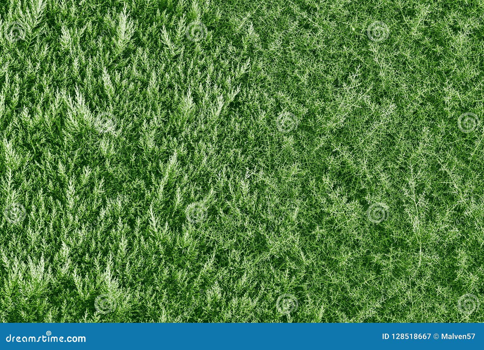 Texture Naturelle Des Buissons D'une Usine Image stock - Image du ...