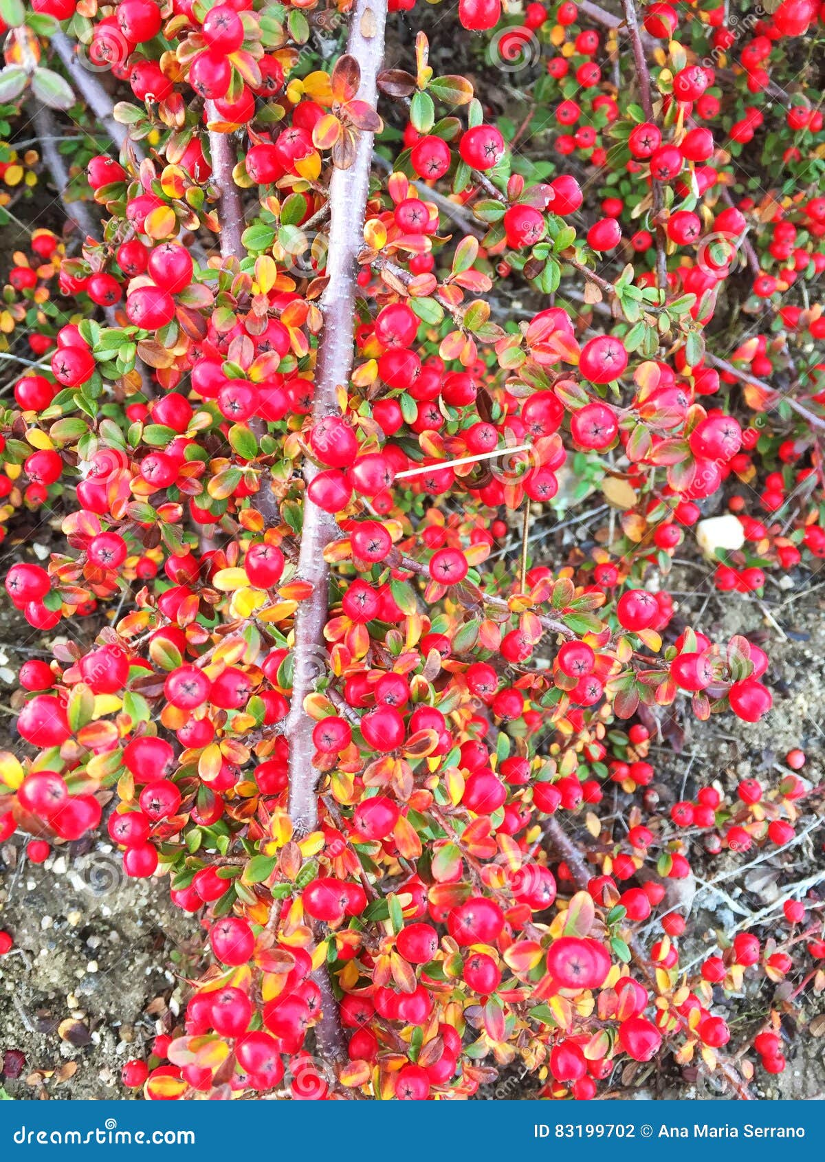 Texture Naturelle Des Fruits Rouges Photo stock - Image du abstrait ...