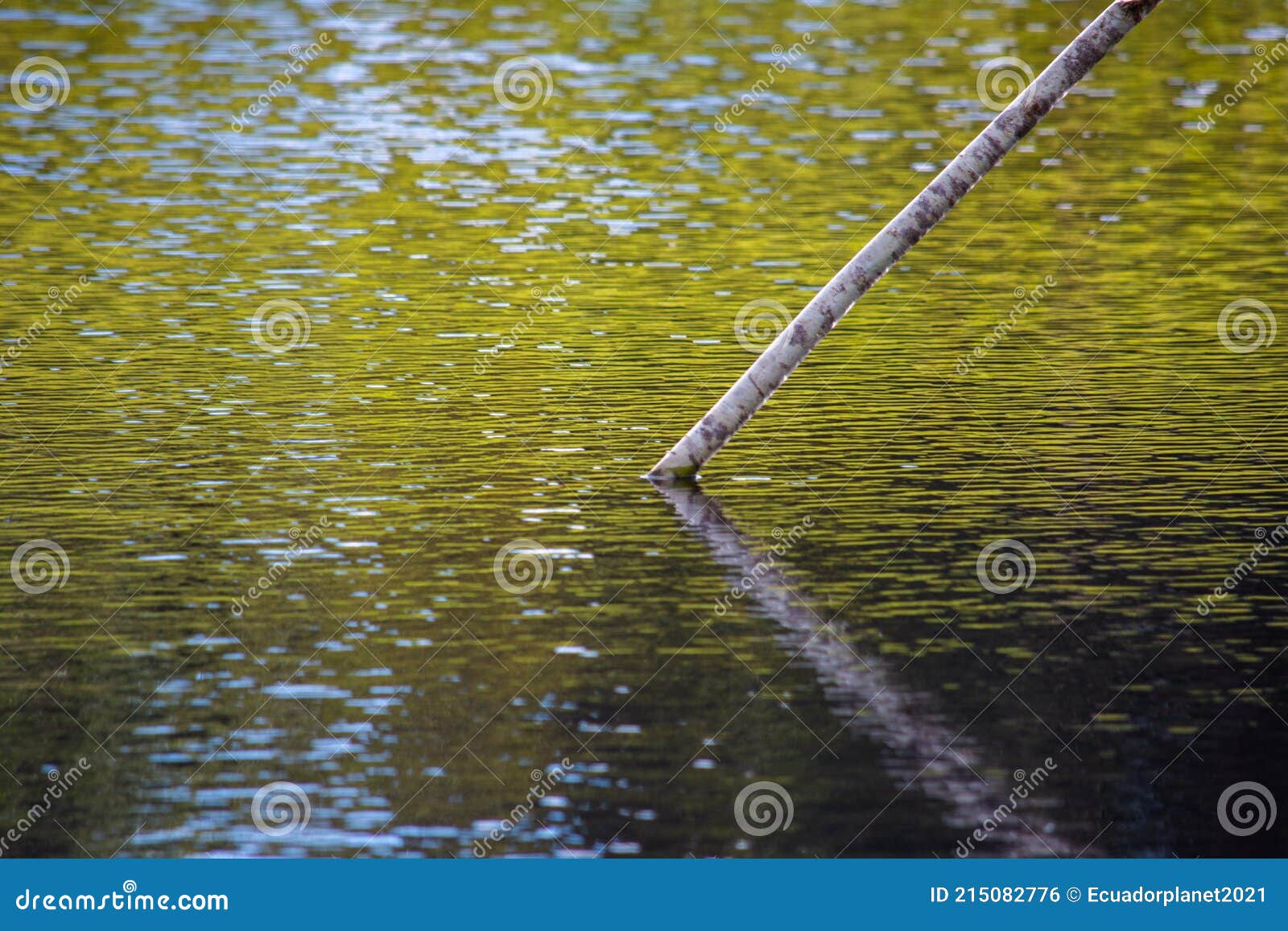 Texture Naturelle Eau Propre Du Lac Photo stock - Image du waterbird ...