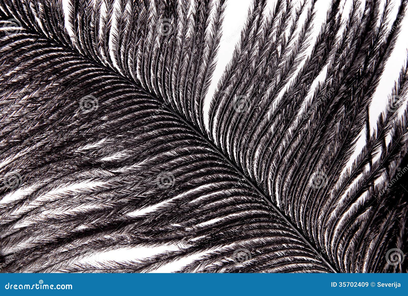 Texture Noire De Plumage De Plume Image stock - Image du couleur ...