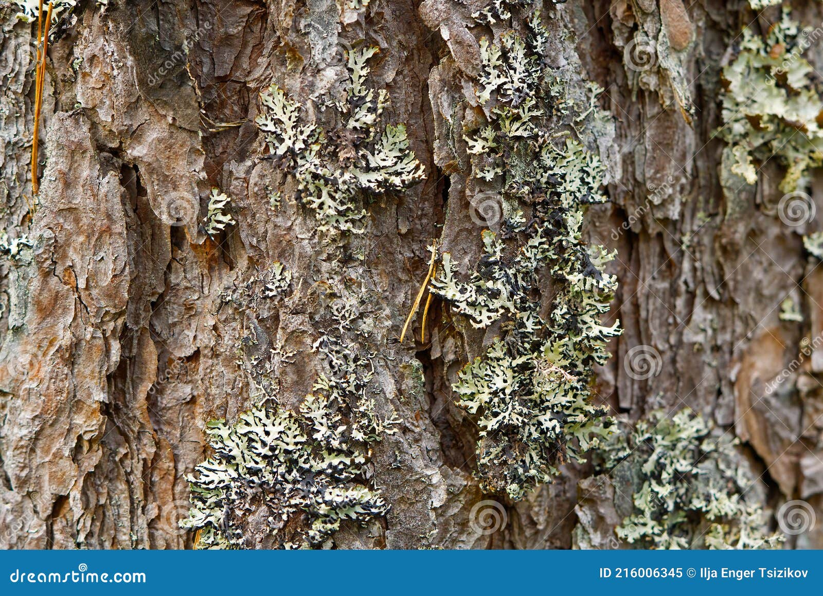 Natural Structure Wood Texture Stock Photography | CartoonDealer.com ...