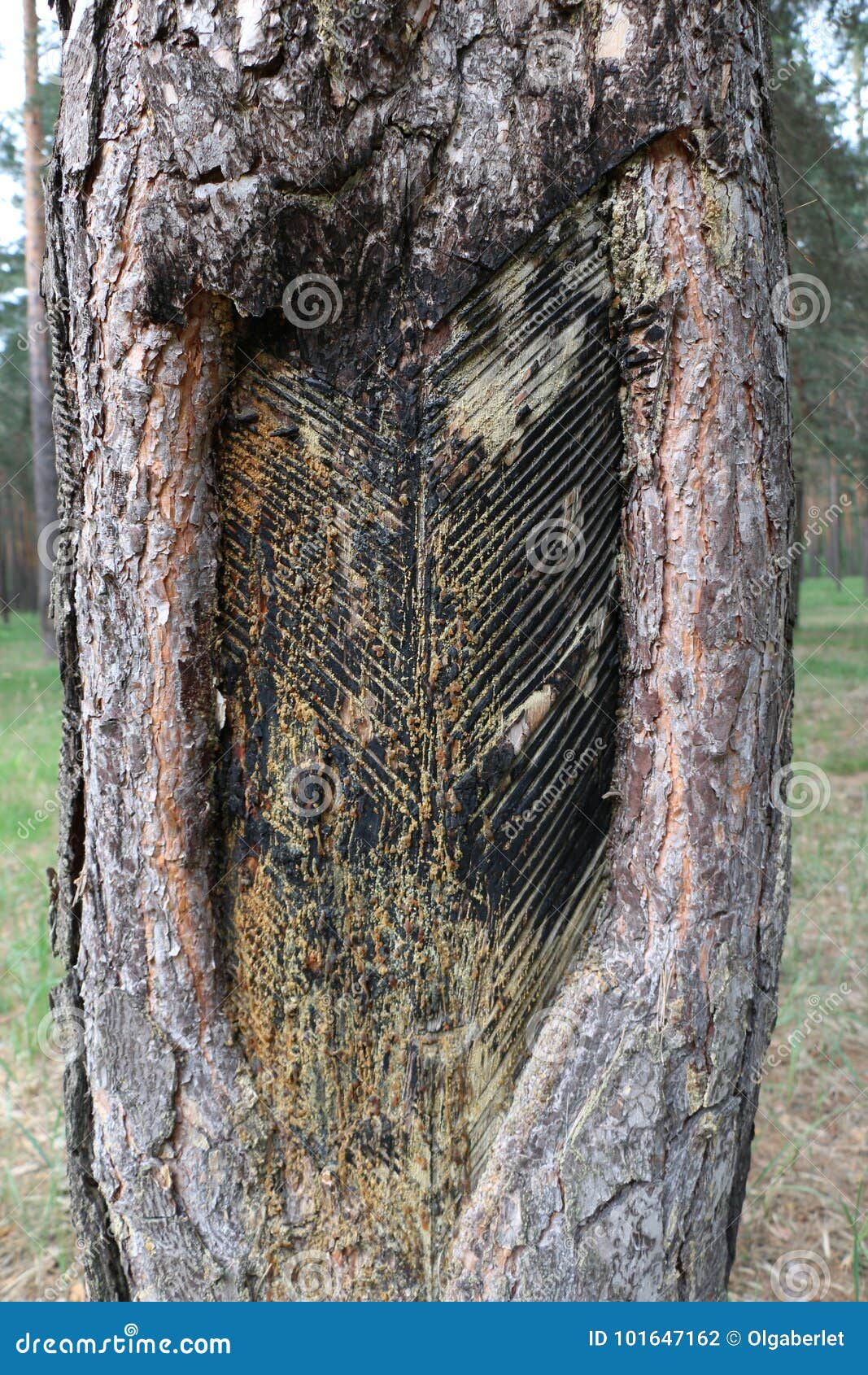 Texture of Notches on the Pine Bark for Resin Extraction Stock Photo ...