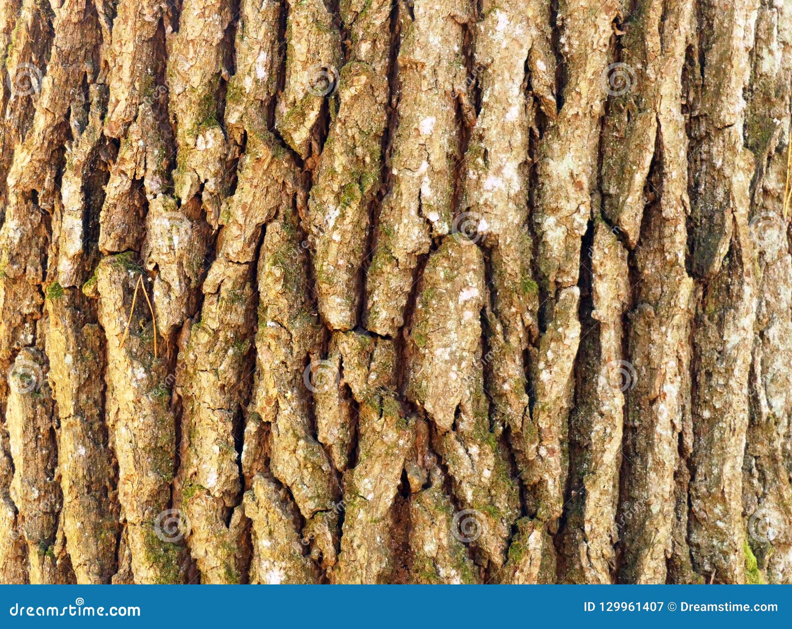 Oak tree bark texture stock image. Image of death, leaves - 129961407