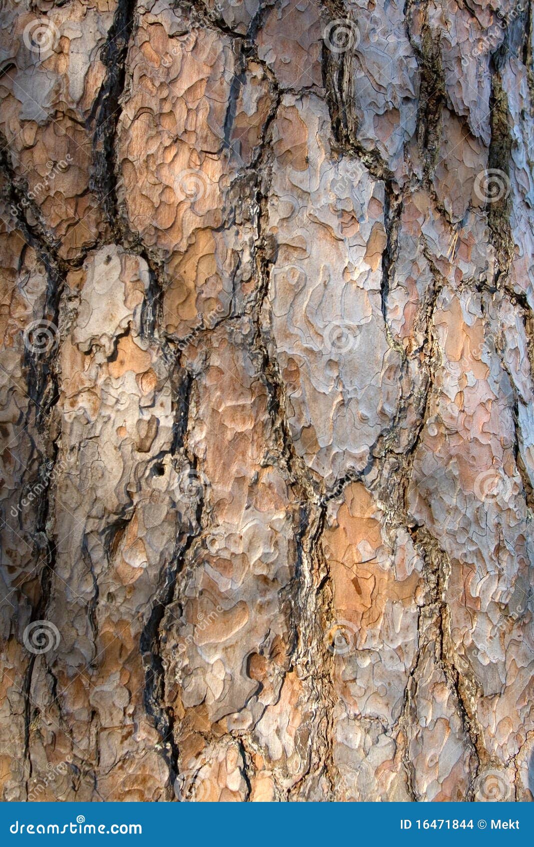 Texture of oak trunk stock photo. Image of detailed, bark - 16471844