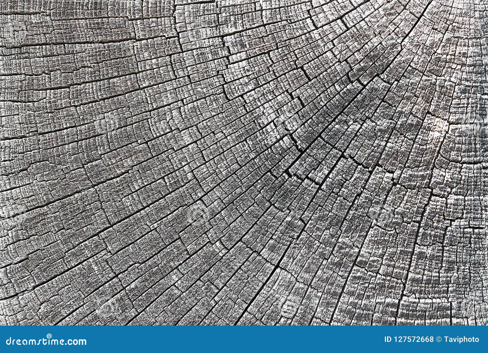 Texture of Oak Wood Section Stock Photo - Image of hardwood, close ...