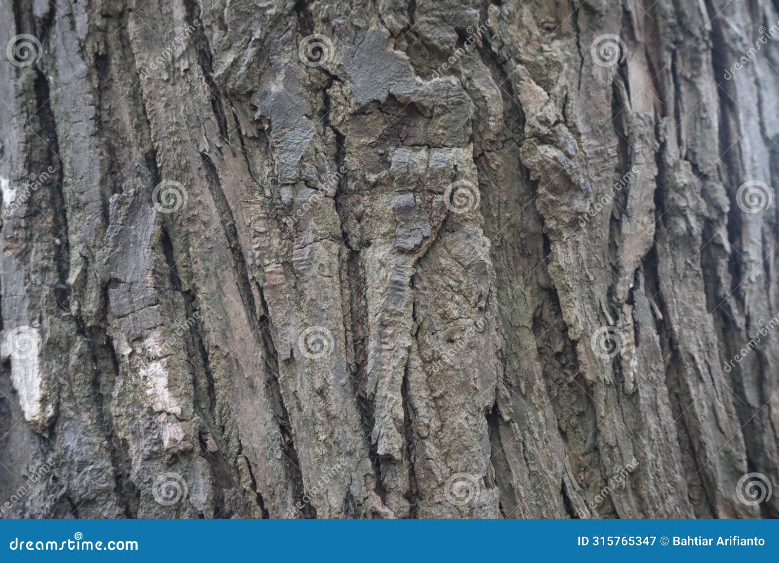 Texture of Old Acacia Tree Trunk Stock Image - Image of soil, nature ...