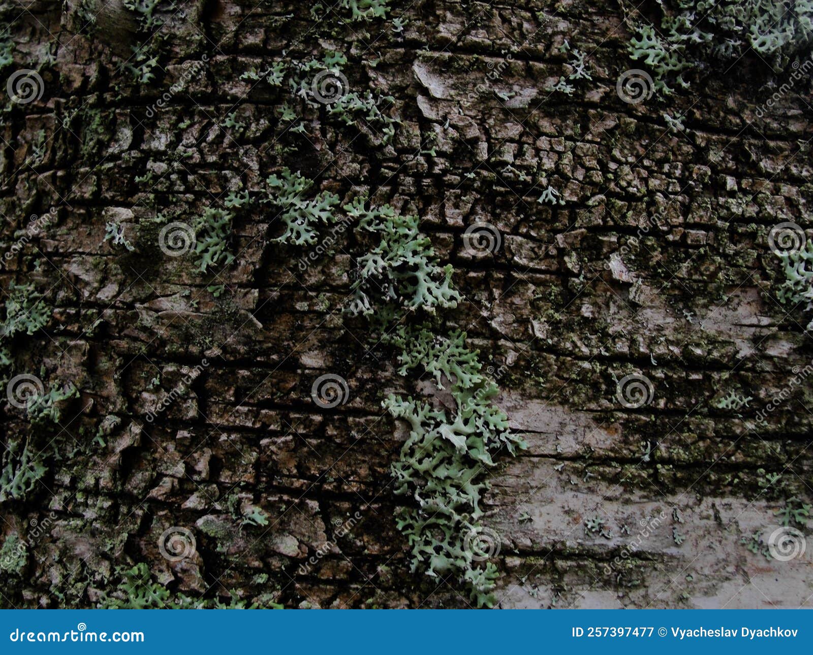 Old Birch Bark and Moss on a Tree Trunk in the Forest. Background ...
