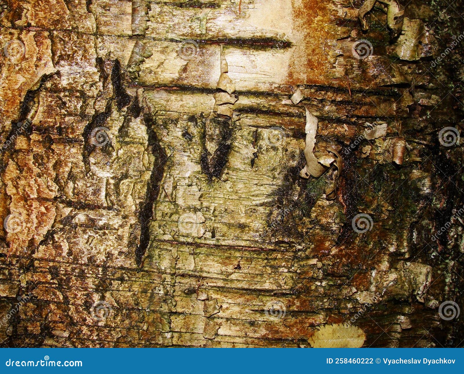 Old Birch Bark and Moss on a Tree Trunk in the Forest. Background ...