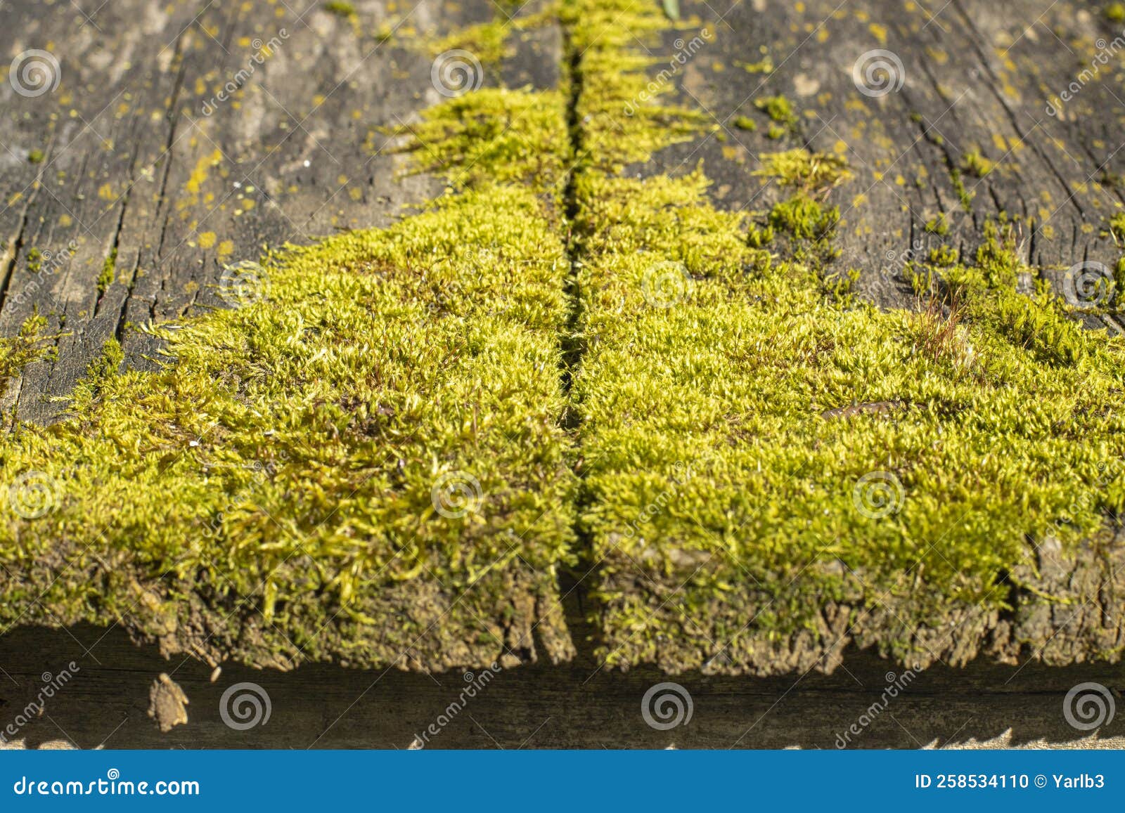Texture of Old Boards with Moss and Damage Stock Photo - Image of trunk ...