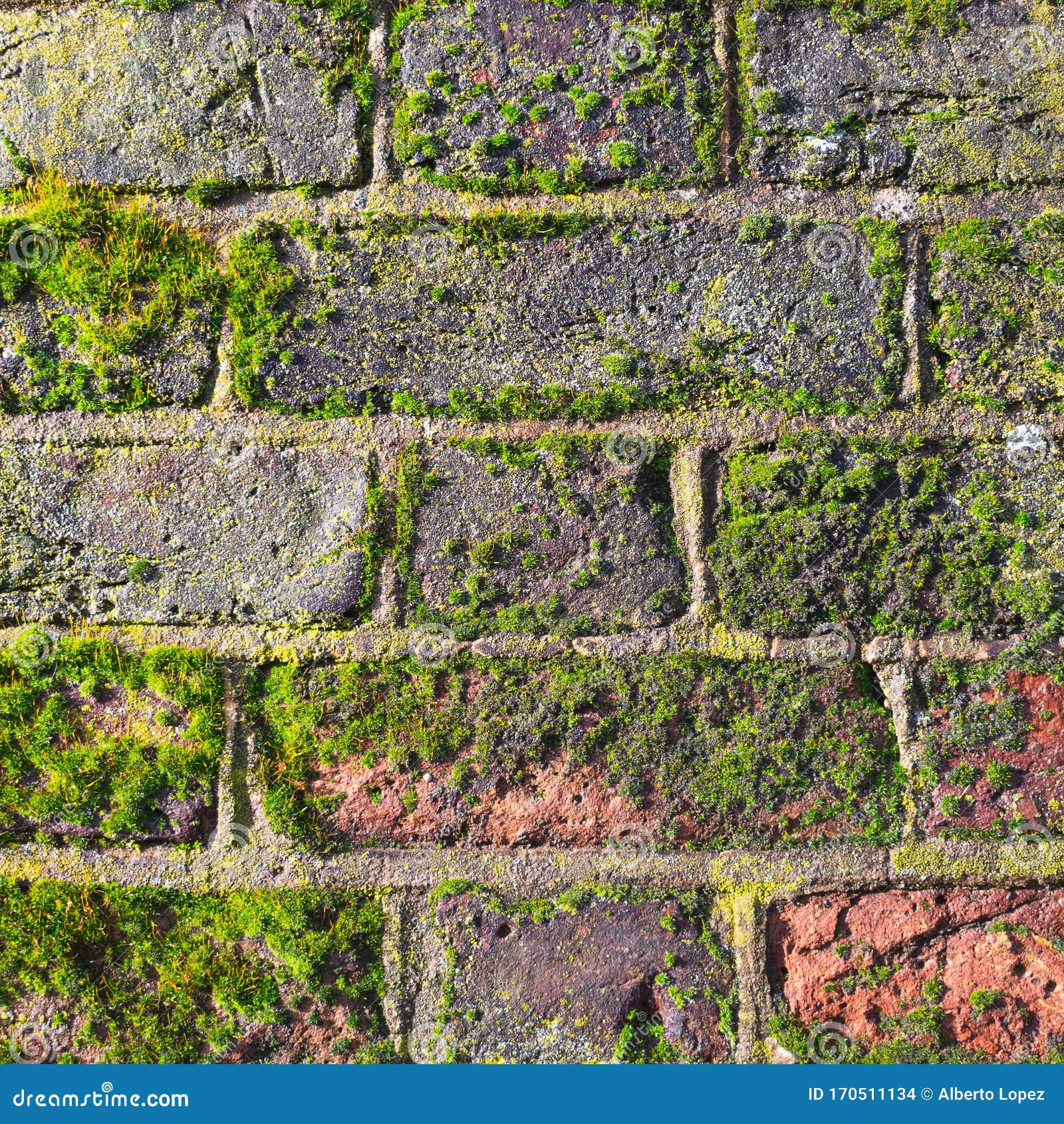 Texture of an Old Brick Wall with Moss Stock Photo - Image of masonry ...