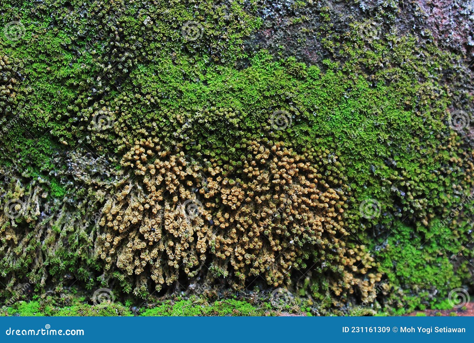 Texture Of Old Bricks Covered In Dry Moss Royalty-Free Stock ...