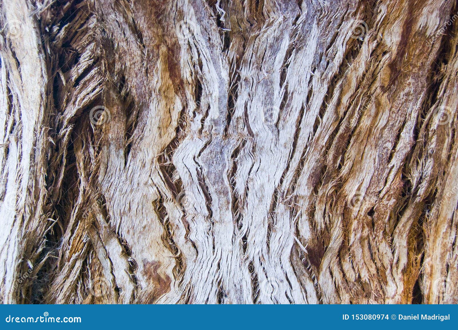 Texture of an Old Burned Tree Stock Photo - Image of tree, spain: 153080974