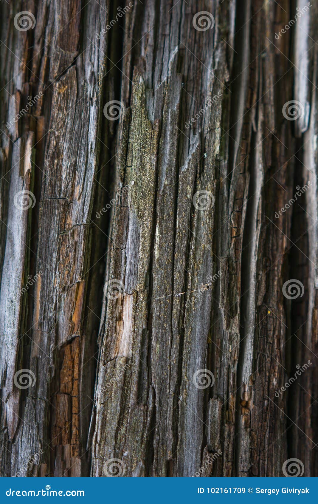 Texture old crumbling tree stock image. Image of yellow - 102161709