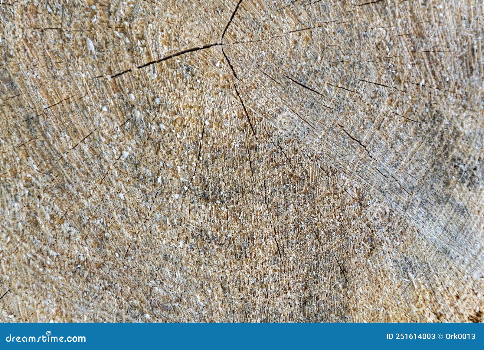 Texture, an Old Cut of a Tree Stock Image - Image of grain, circular ...