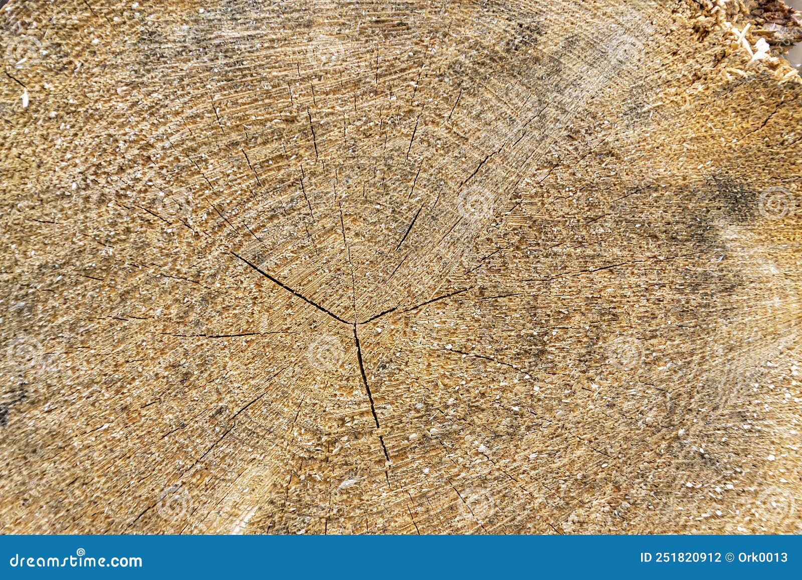 Texture, an Old Cut of a Tree Stock Photo - Image of grimy, contrasts ...