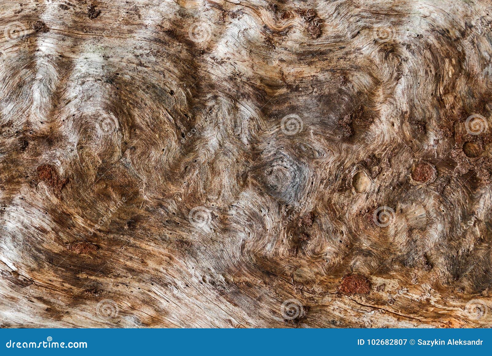 Texture of an Old Dead Tree with Removed Bark Stock Image - Image of ...