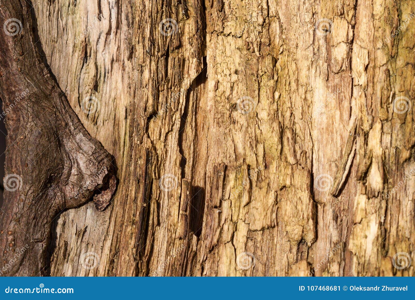 Texture of old tree stock image. Image of surface, wood - 107468681