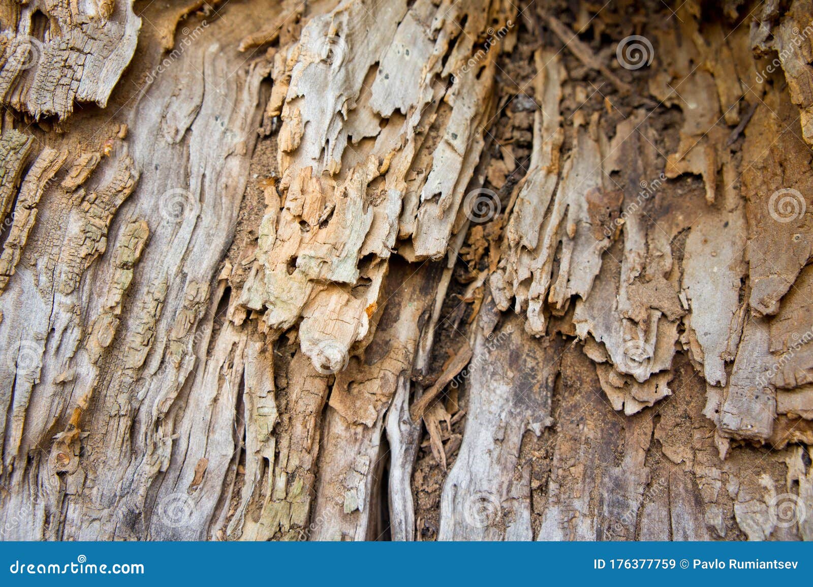 The Texture of the Old Destroyed Tree. Background for Nature and Plants ...