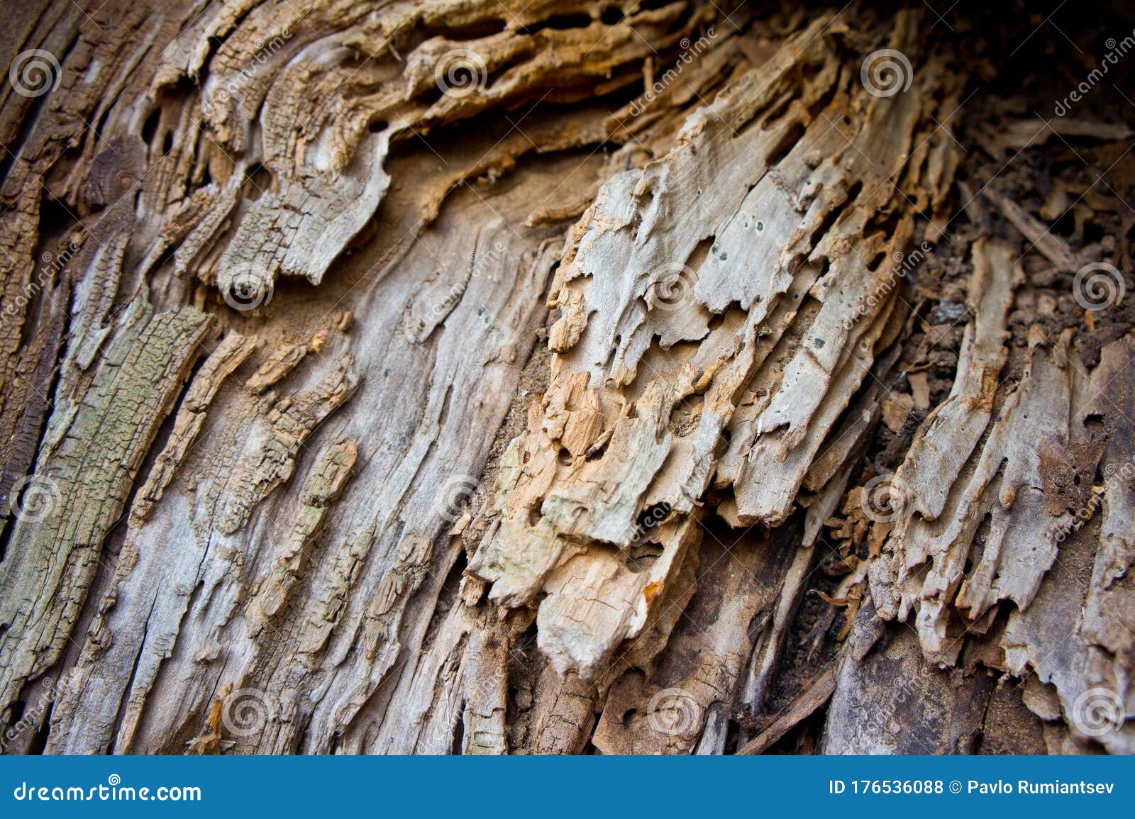 The Texture of the Old Destroyed Tree. Background for Nature and Plants ...