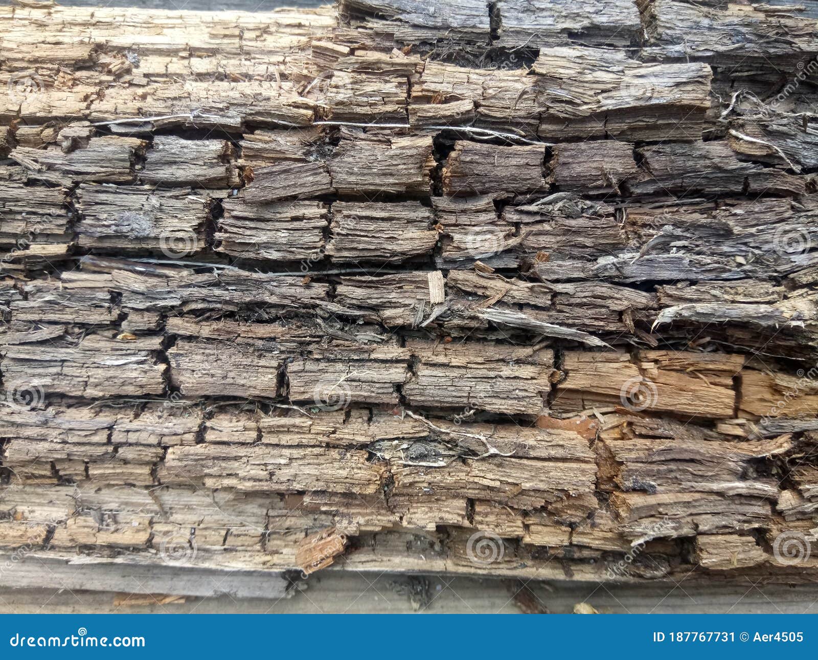 Texture of Old Destroyed Wood Stock Image - Image of wood, immature ...
