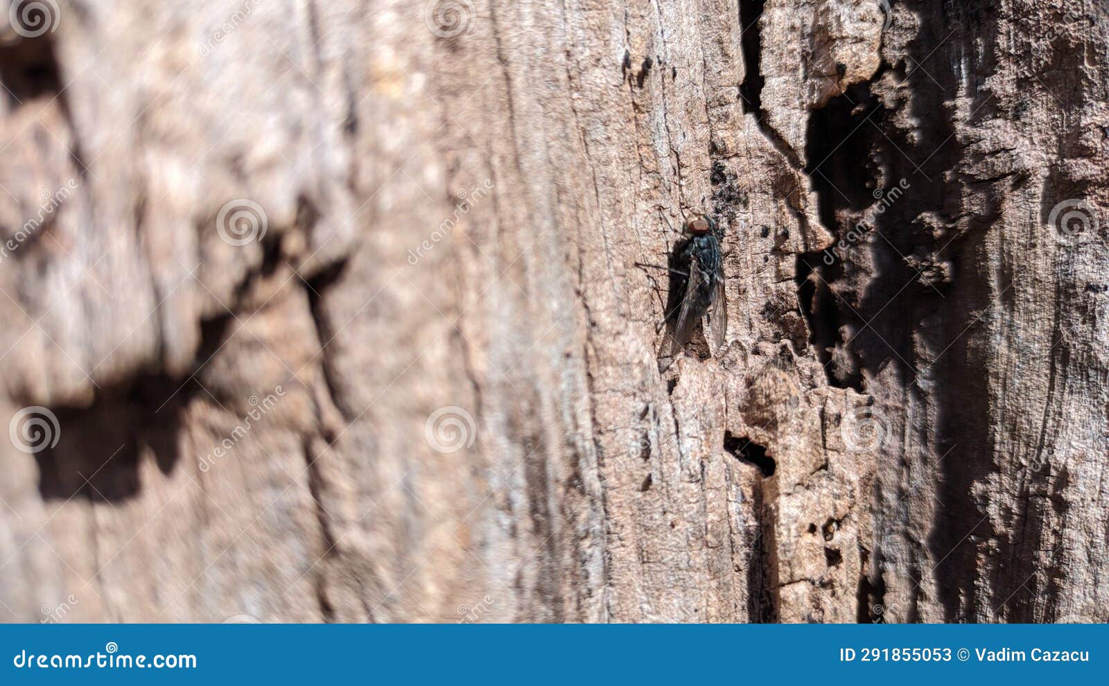 Texture of Old Dried Olive Tree Macro Shot Stock Image - Image of ...