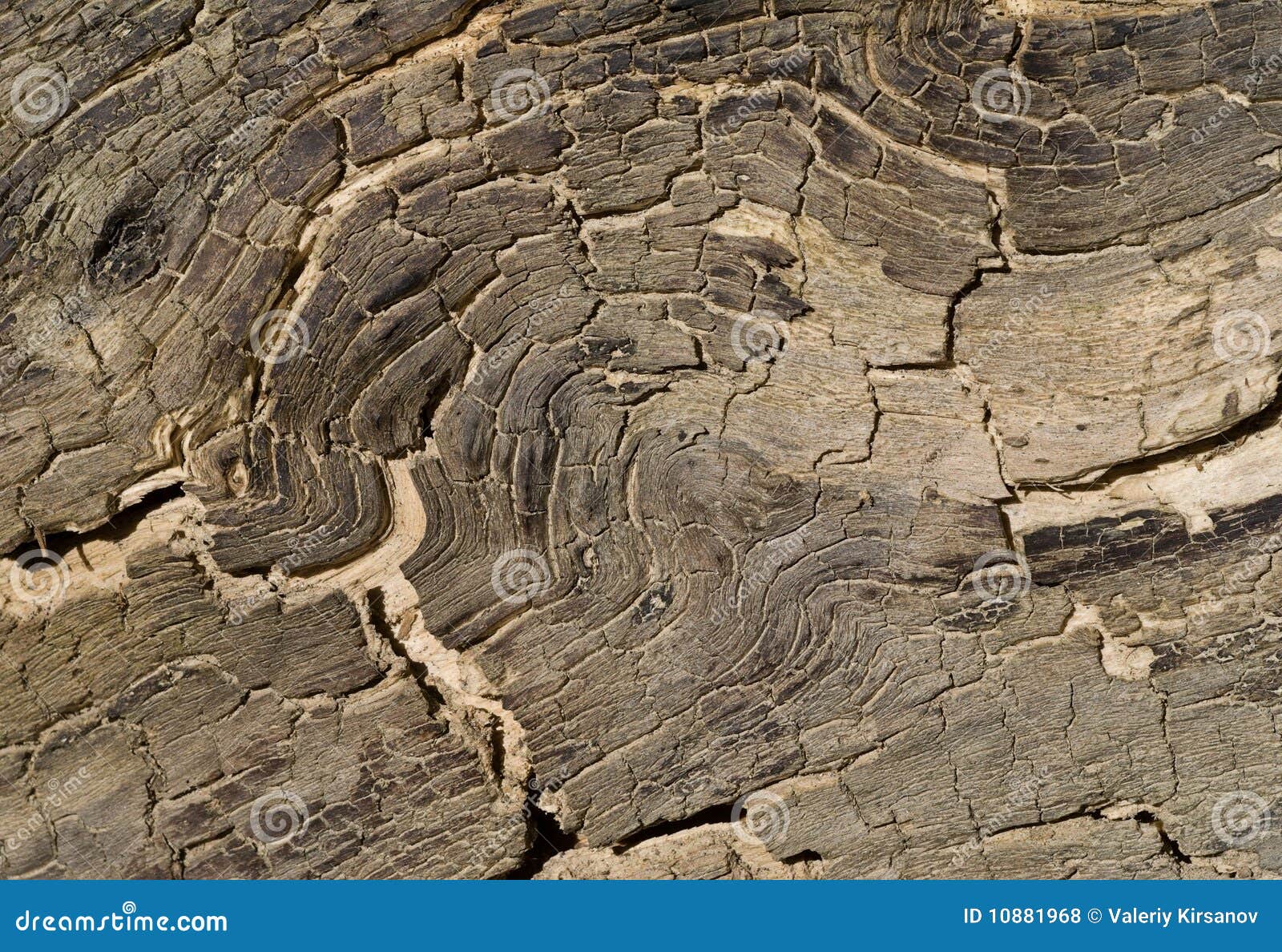 Texture of old dry tree 24 stock photo. Image of natural - 10881968