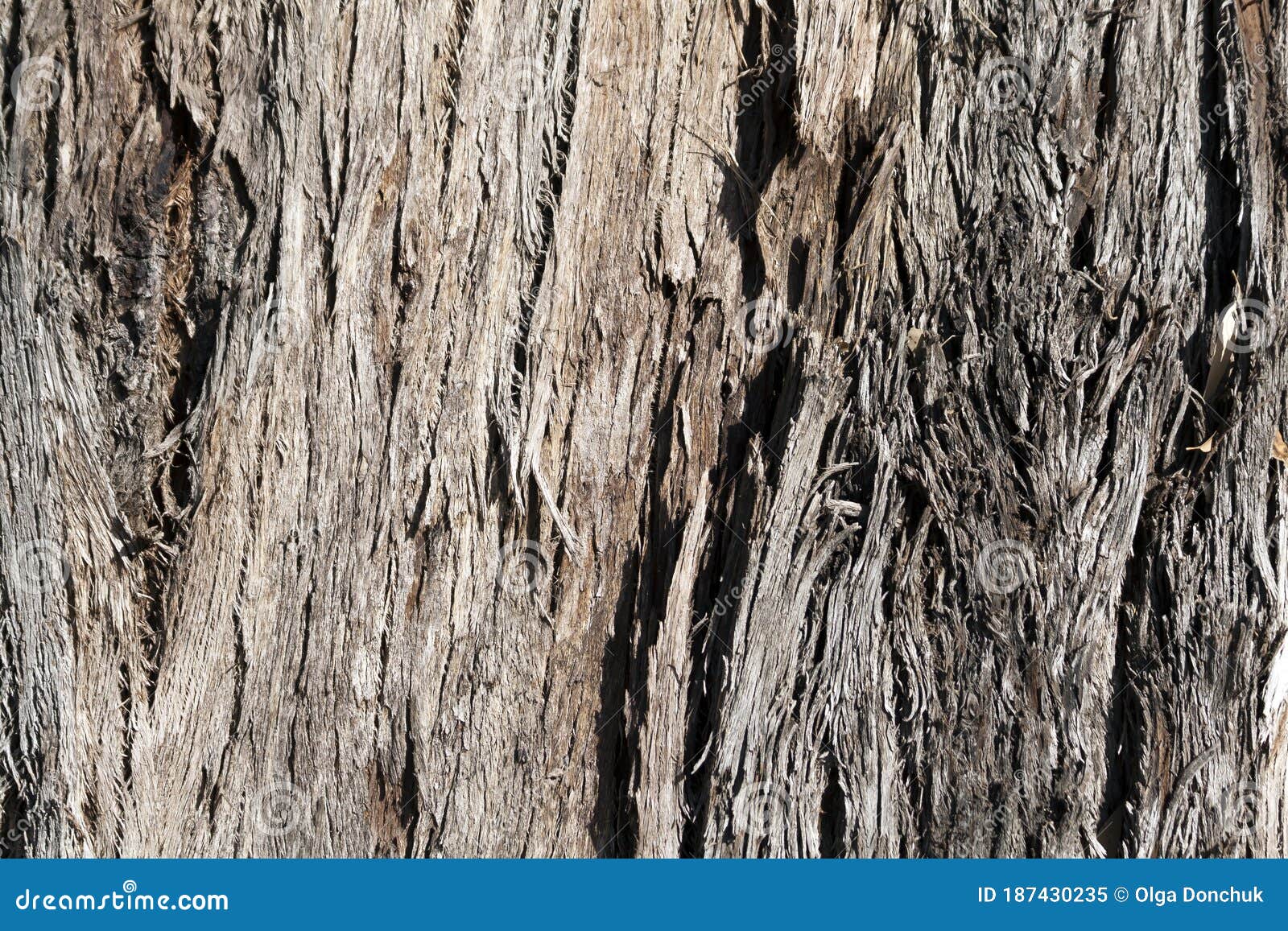 Texture of Old Eucalyptus Tree Bark Stock Image - Image of rough ...