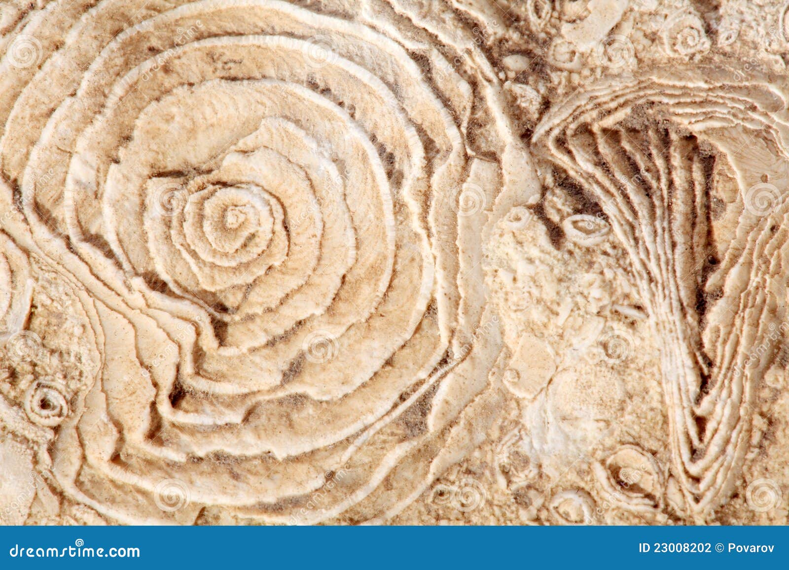 Texture of Old Fossilized Sea Shells on the Rock Stock Photo - Image of ...