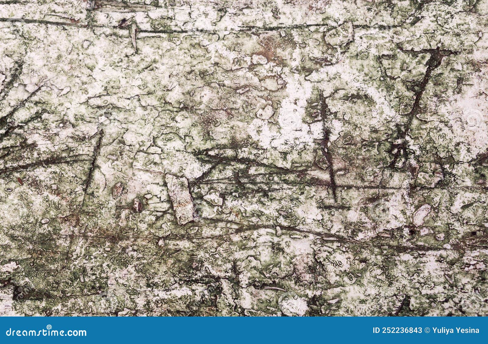 Texture of an Old Gray Log with Scratches on the Surface Stock Image ...