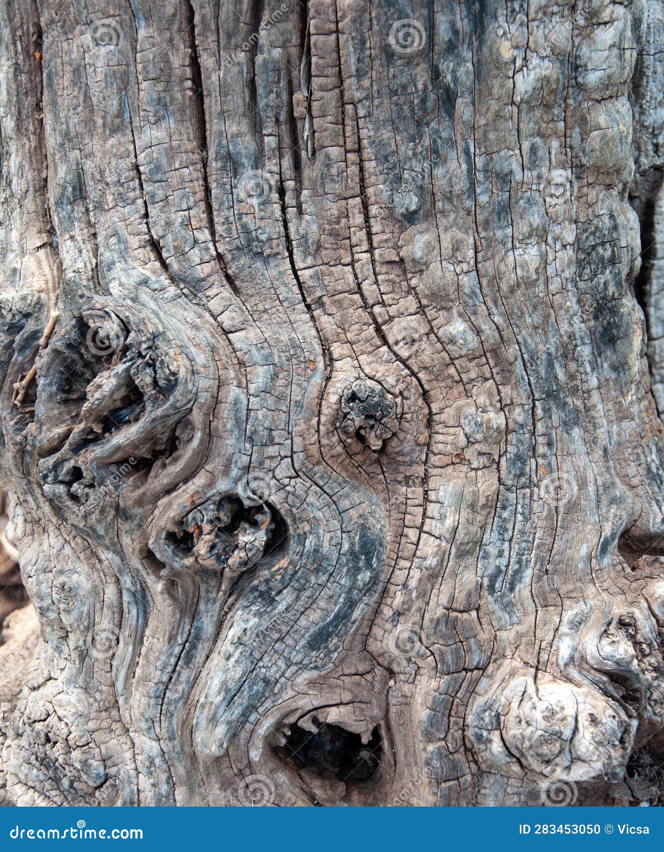 Texture of Old Grey Knotted Wooden Log Stock Photo - Image of grey ...